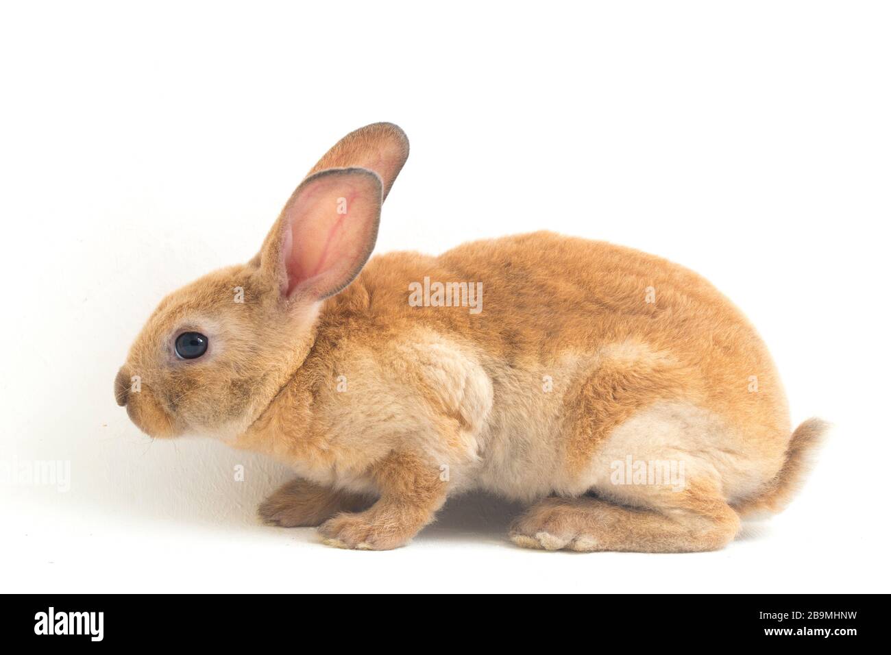 red brown rex rabbit isolated on white background Stock Photo - Alamy