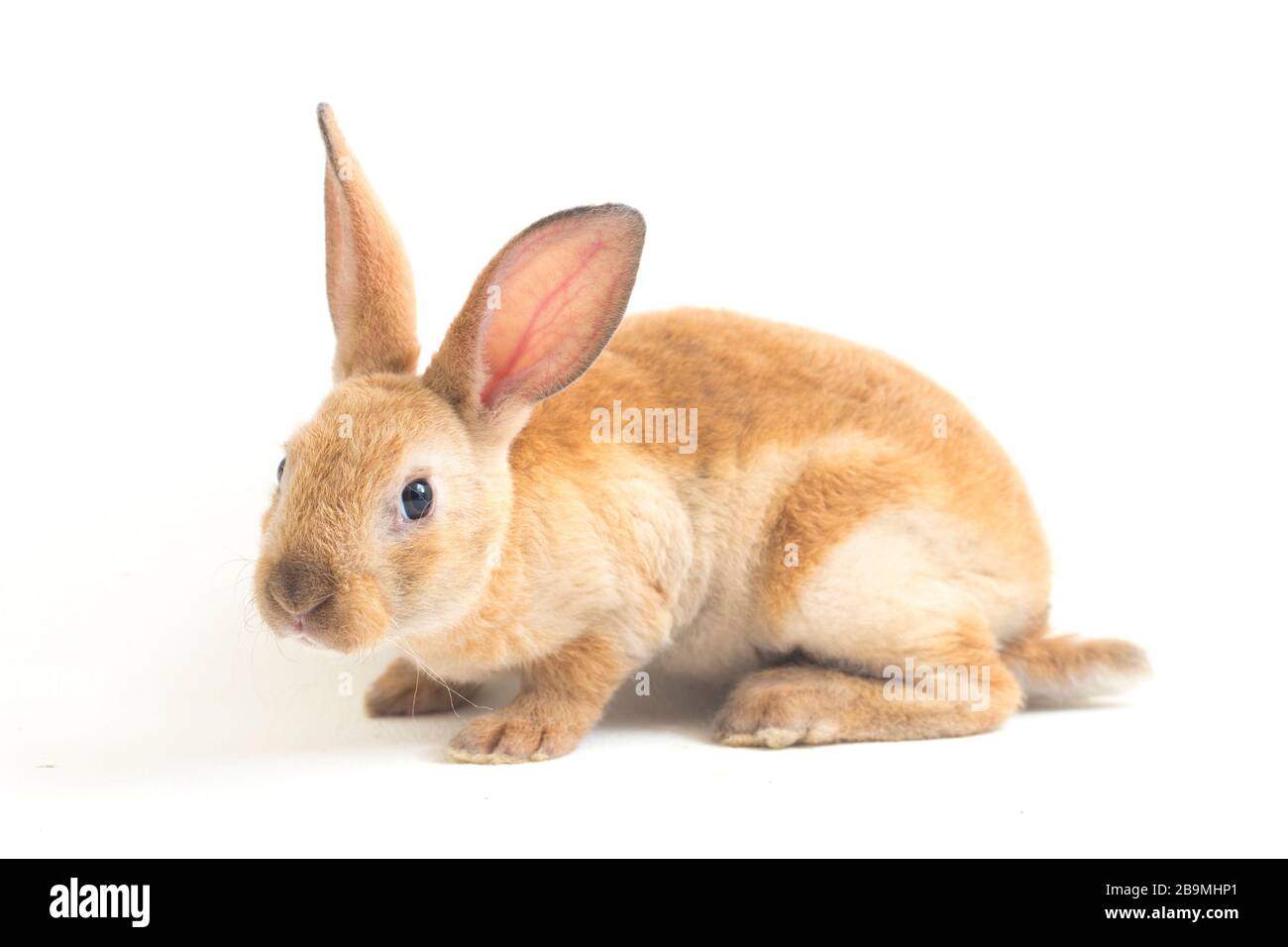 red brown rex rabbit isolated on white background Stock Photo - Alamy