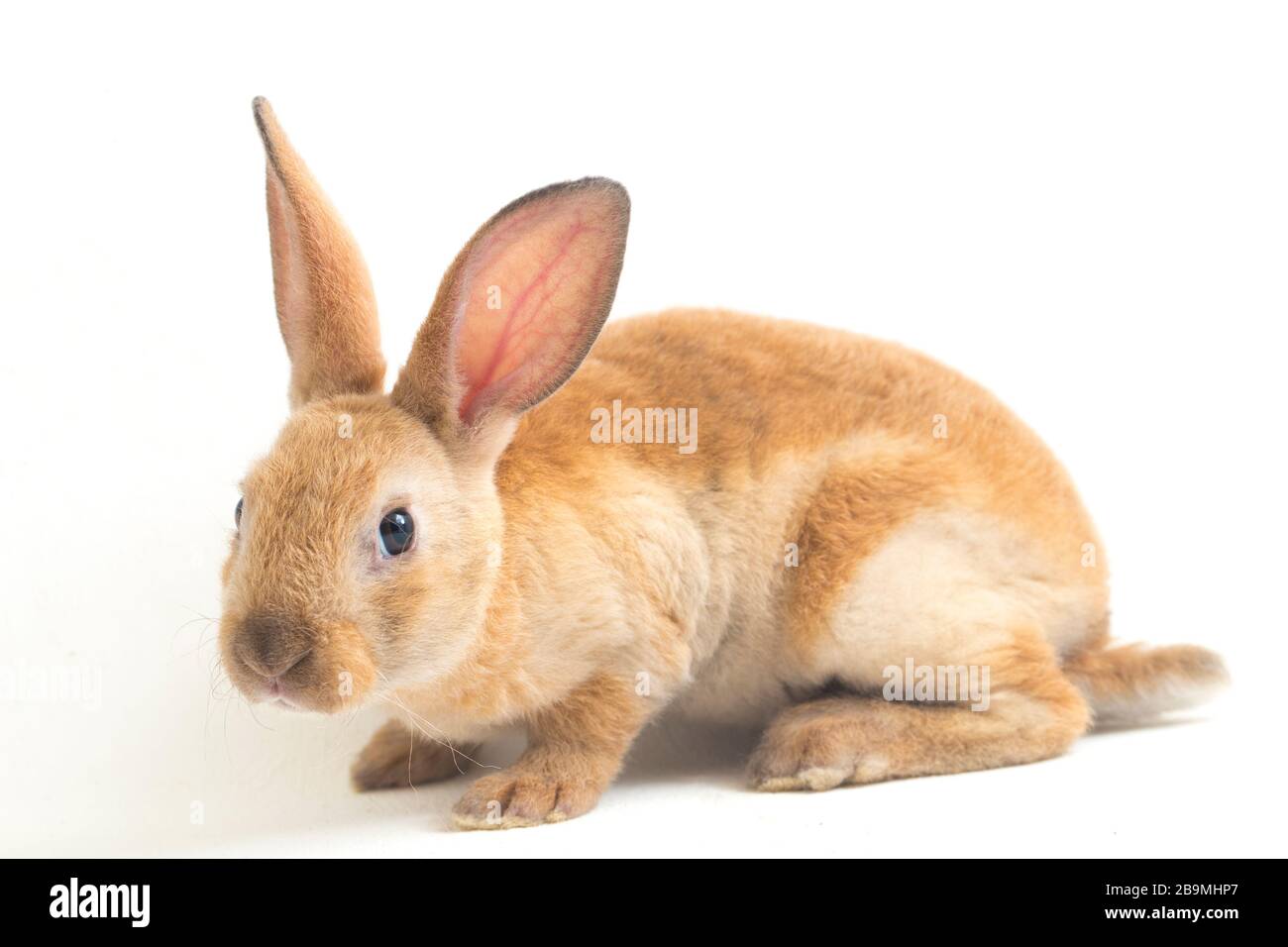 red brown rex rabbit isolated on white background Stock Photo - Alamy