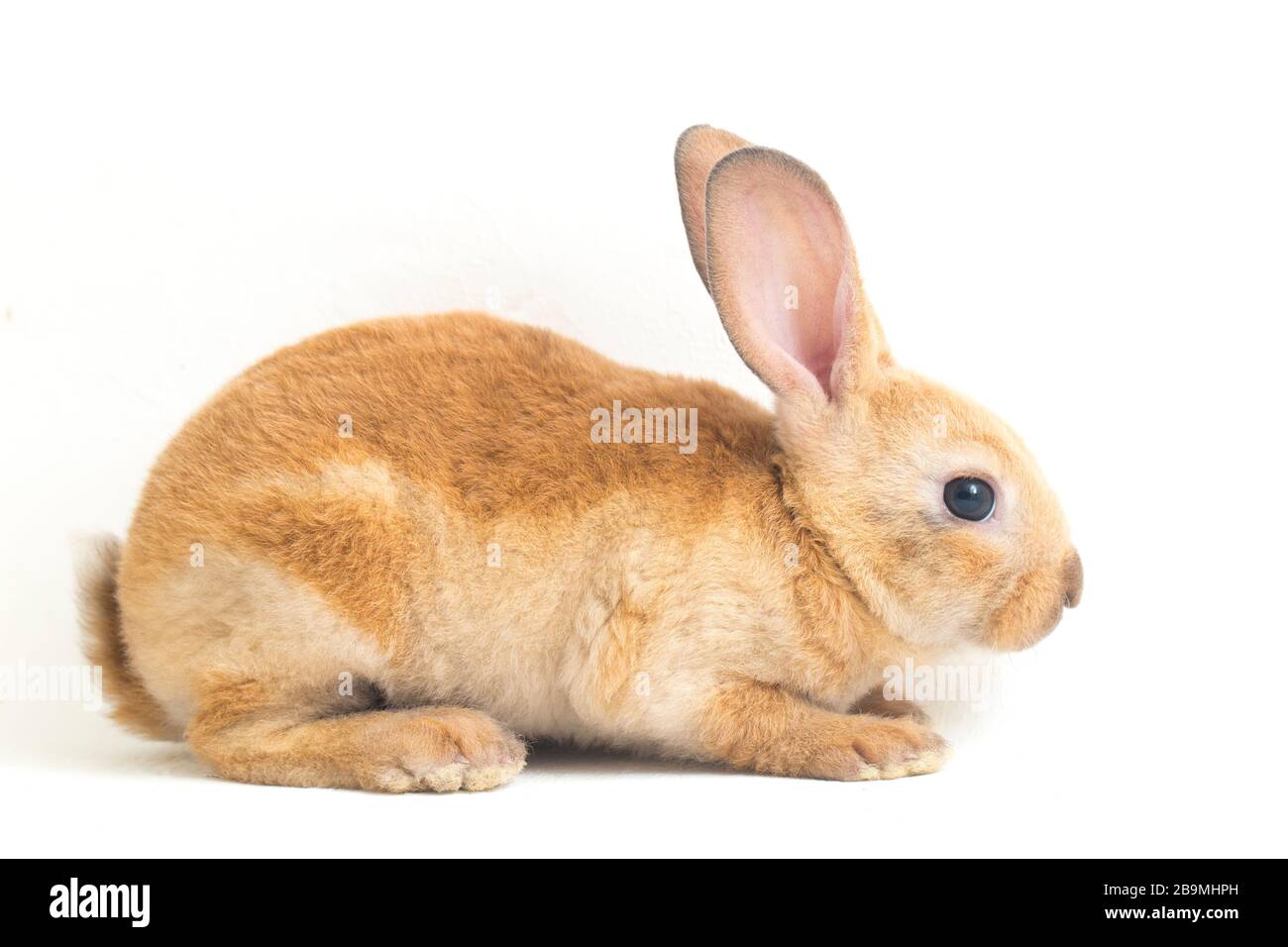 red brown rex rabbit isolated on white background Stock Photo - Alamy