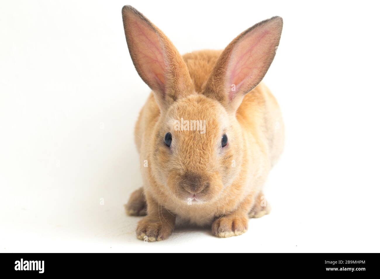 red brown rex rabbit isolated on white background Stock Photo - Alamy