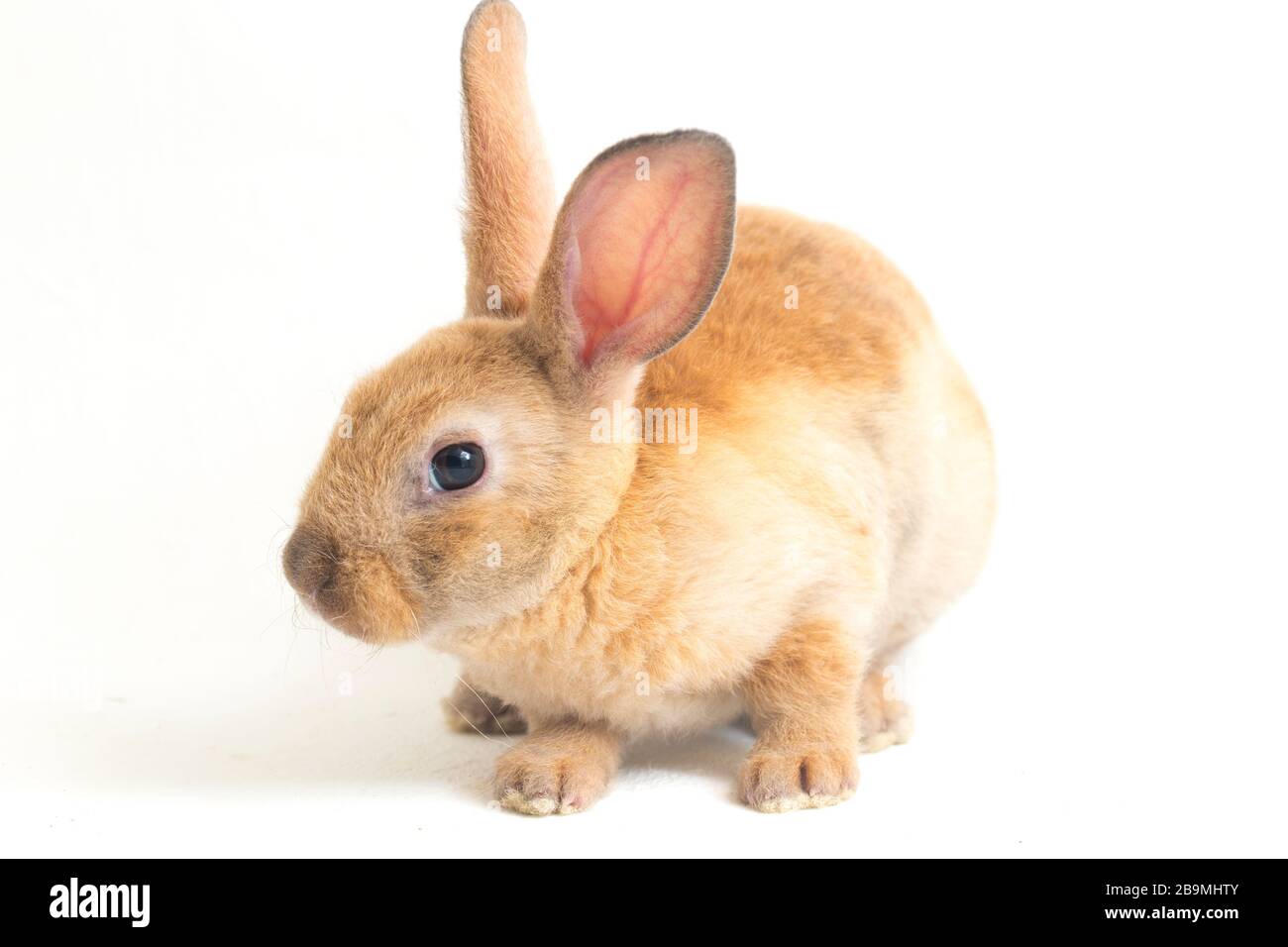 red brown rex rabbit isolated on white background Stock Photo - Alamy