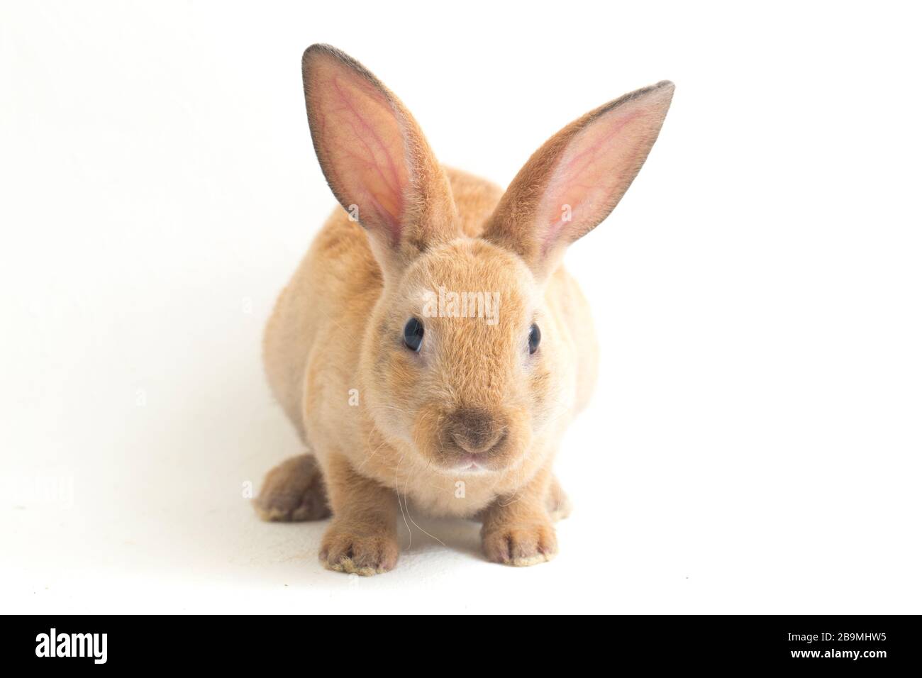 red brown rex rabbit isolated on white background Stock Photo - Alamy