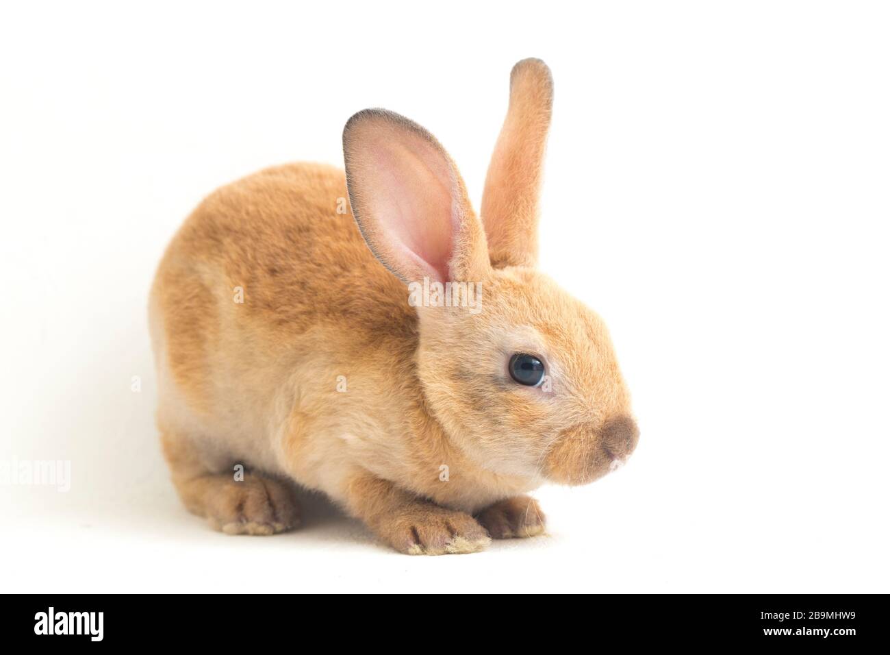 red brown rex rabbit isolated on white background Stock Photo - Alamy