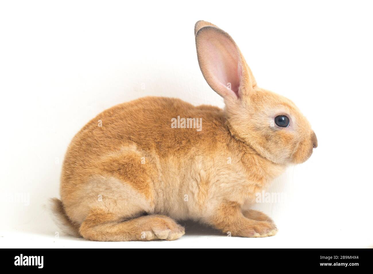 red brown rex rabbit isolated on white background Stock Photo - Alamy