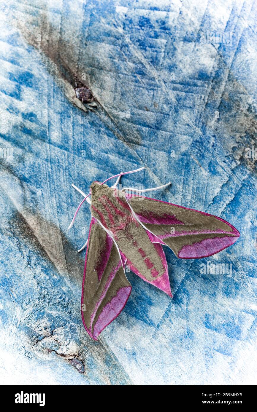 D elpenor hawkmoth hi-res stock photography and images - Alamy