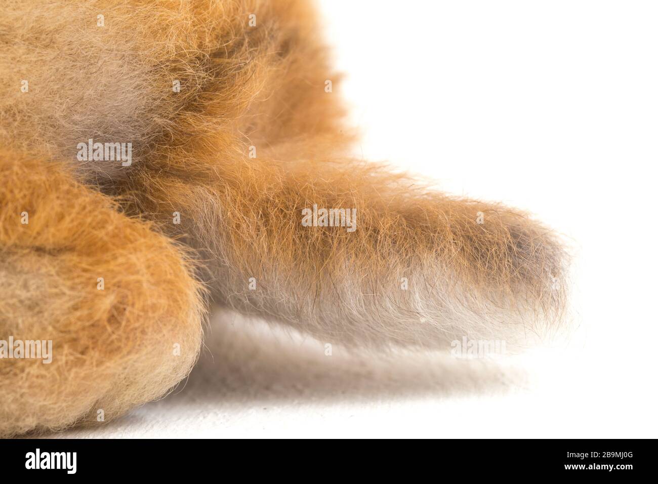 red brown rex rabbit isolated on white background Stock Photo - Alamy