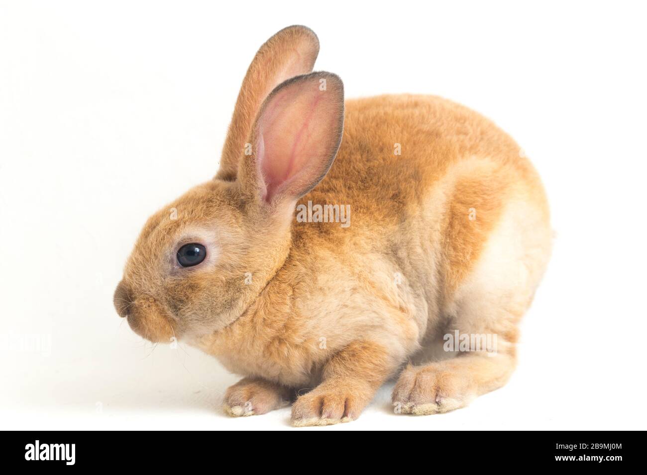 red brown rex rabbit isolated on white background Stock Photo - Alamy