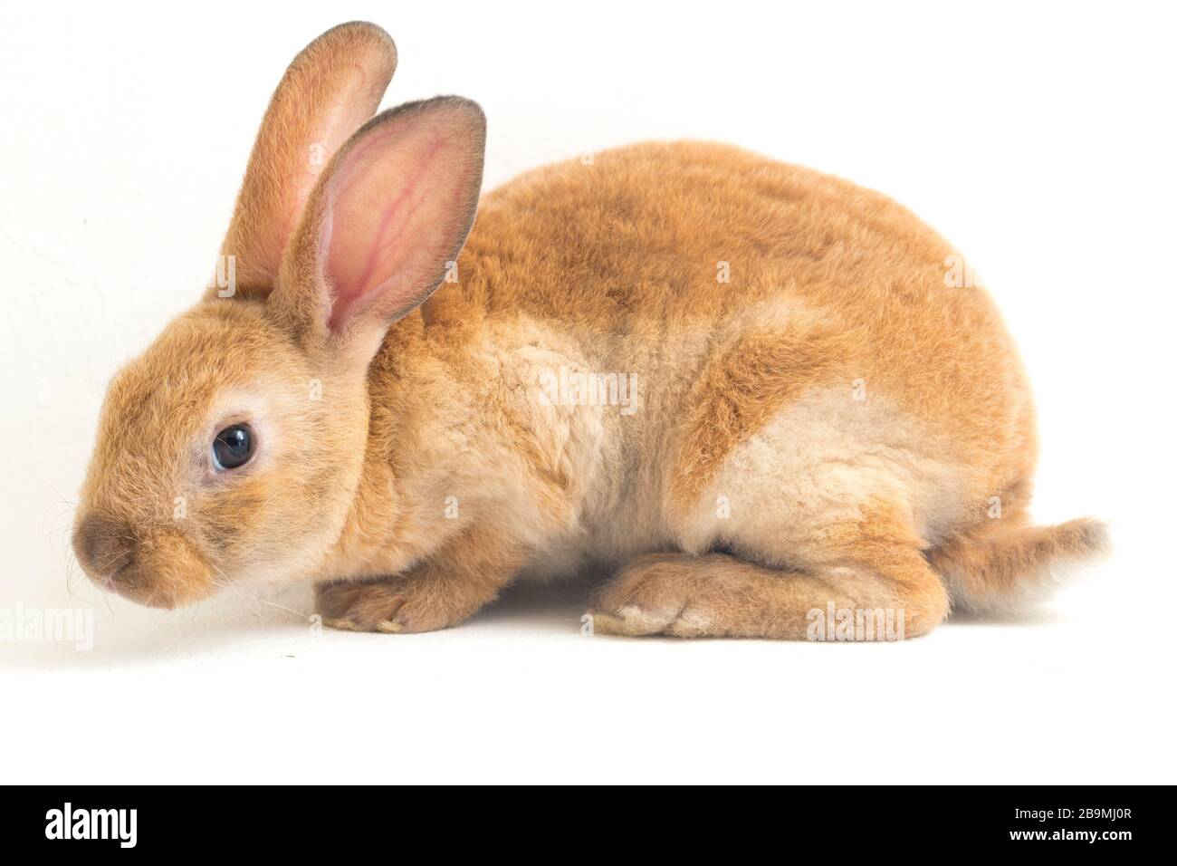 red brown rex rabbit isolated on white background Stock Photo - Alamy