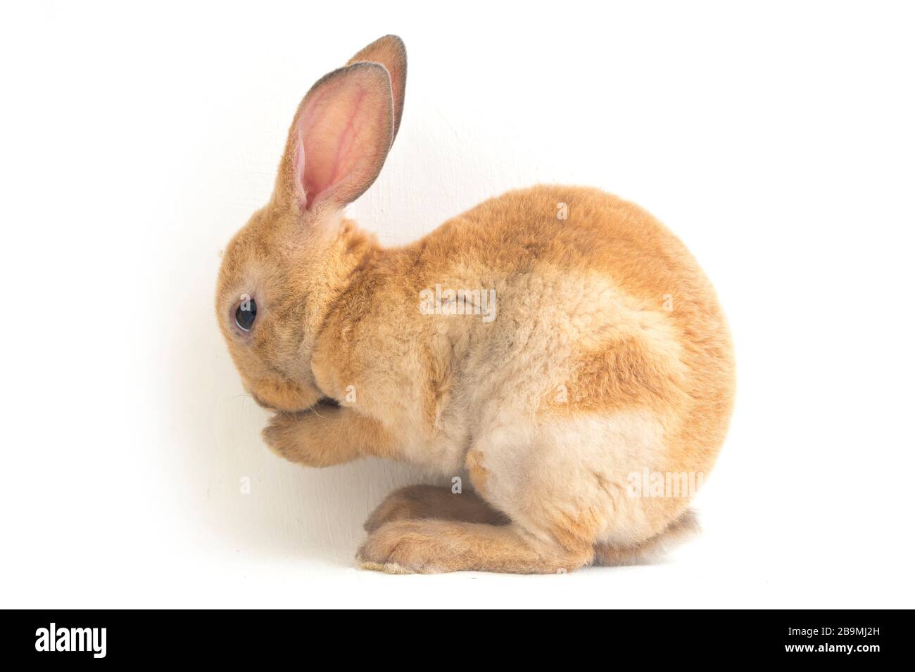 red brown rex rabbit isolated on white background Stock Photo - Alamy