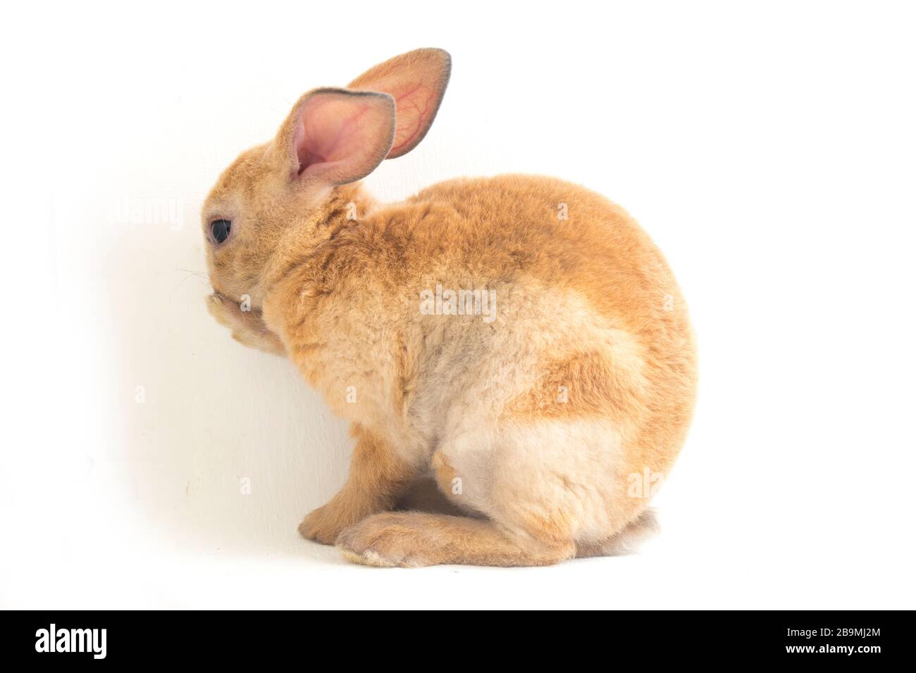 red brown rex rabbit isolated on white background Stock Photo - Alamy