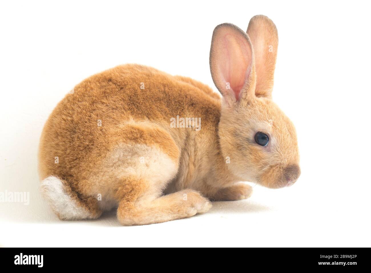 red brown rex rabbit isolated on white background Stock Photo - Alamy