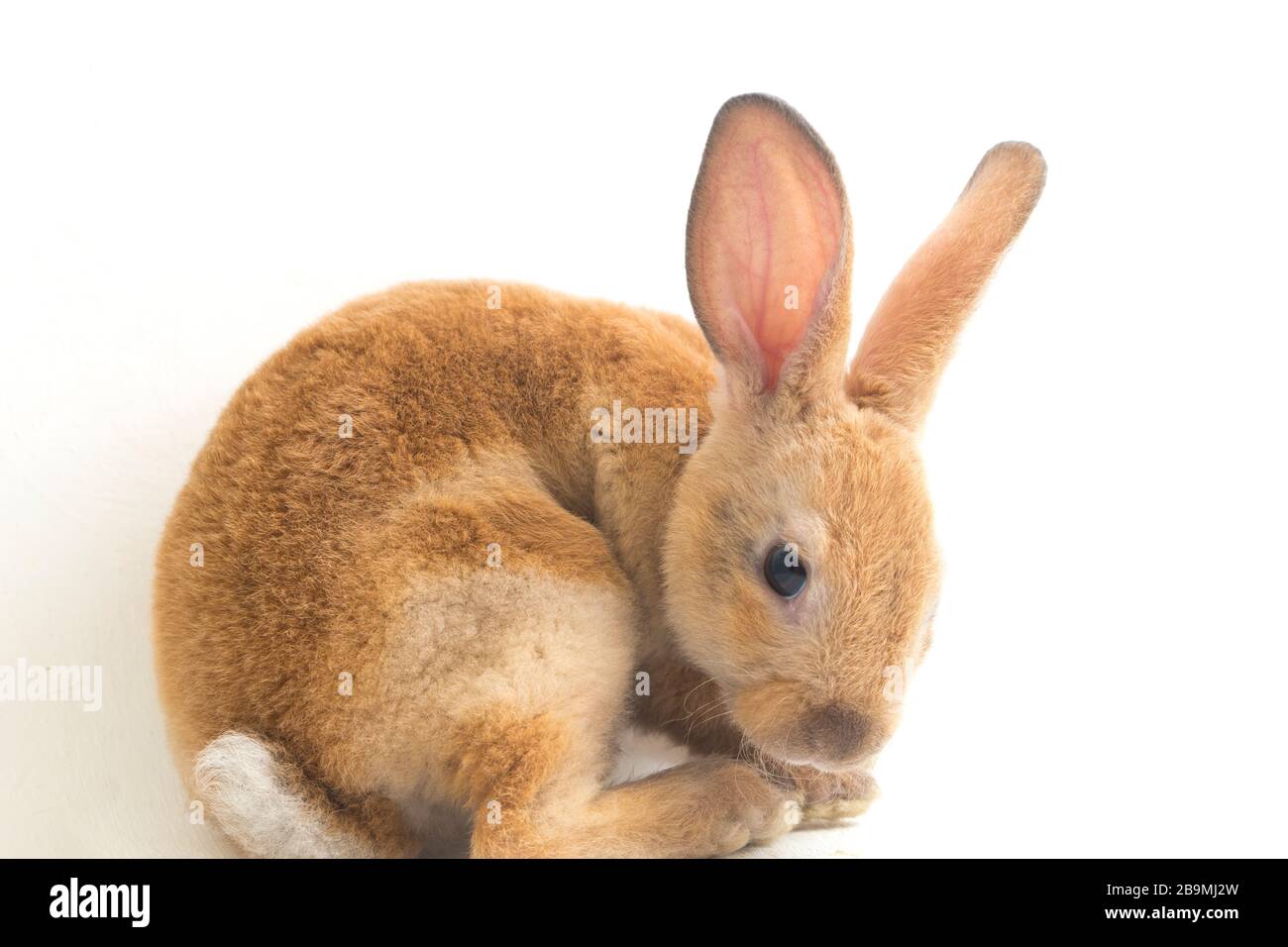 red brown rex rabbit isolated on white background Stock Photo - Alamy