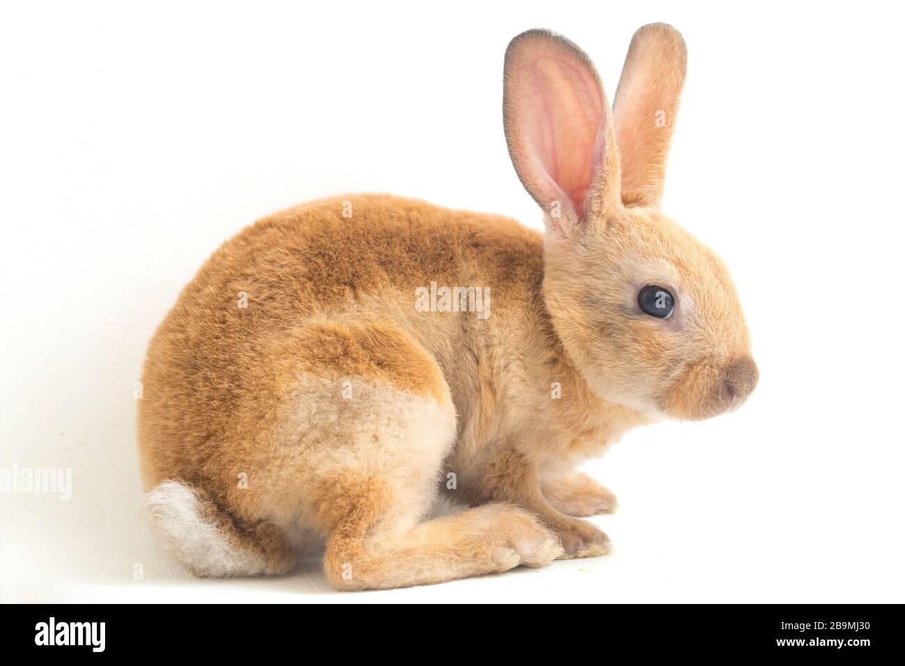 red brown rex rabbit isolated on white background Stock Photo - Alamy