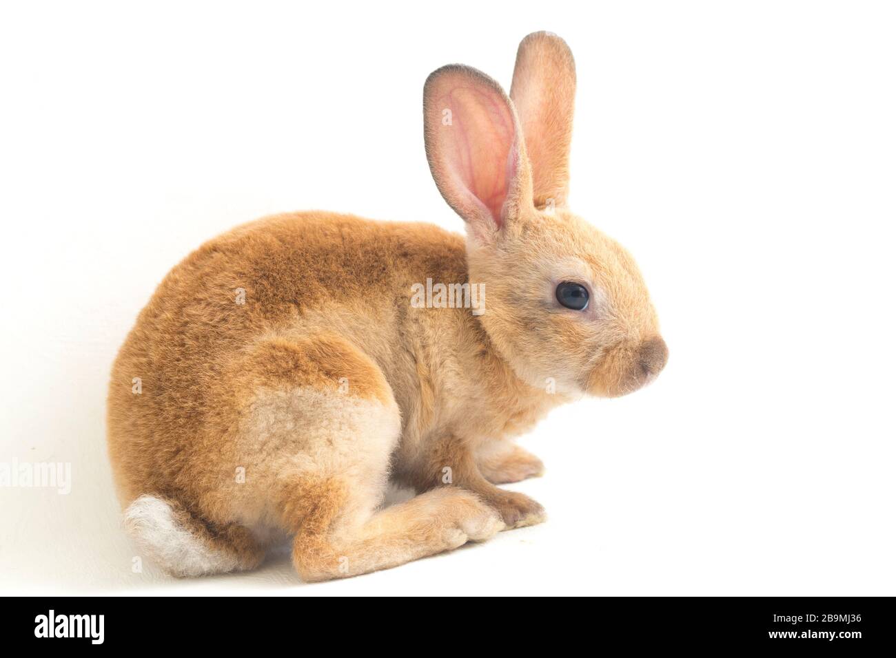red brown rex rabbit isolated on white background Stock Photo - Alamy