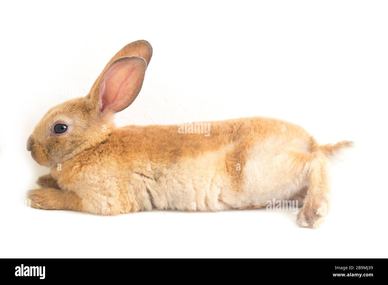 red brown rex rabbit isolated on white background Stock Photo - Alamy