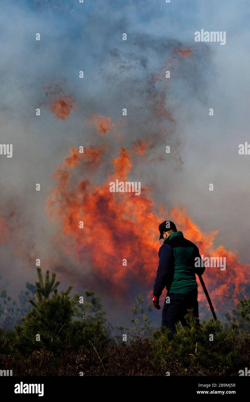 A worker from Forestry England manages controlled burning in the New ...