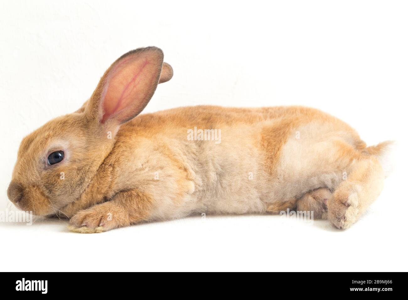 red brown rex rabbit isolated on white background Stock Photo - Alamy