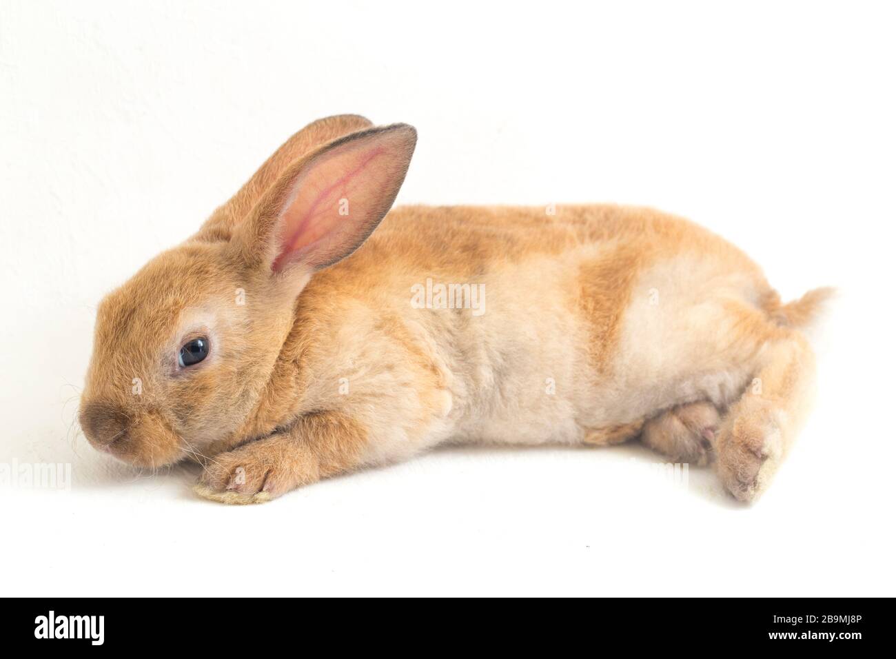 red brown rex rabbit isolated on white background Stock Photo - Alamy