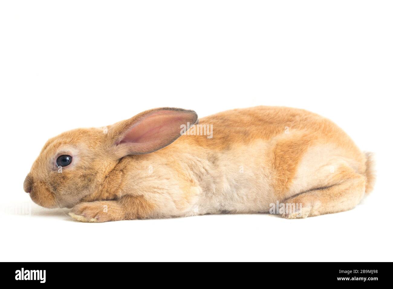 red brown rex rabbit isolated on white background Stock Photo - Alamy