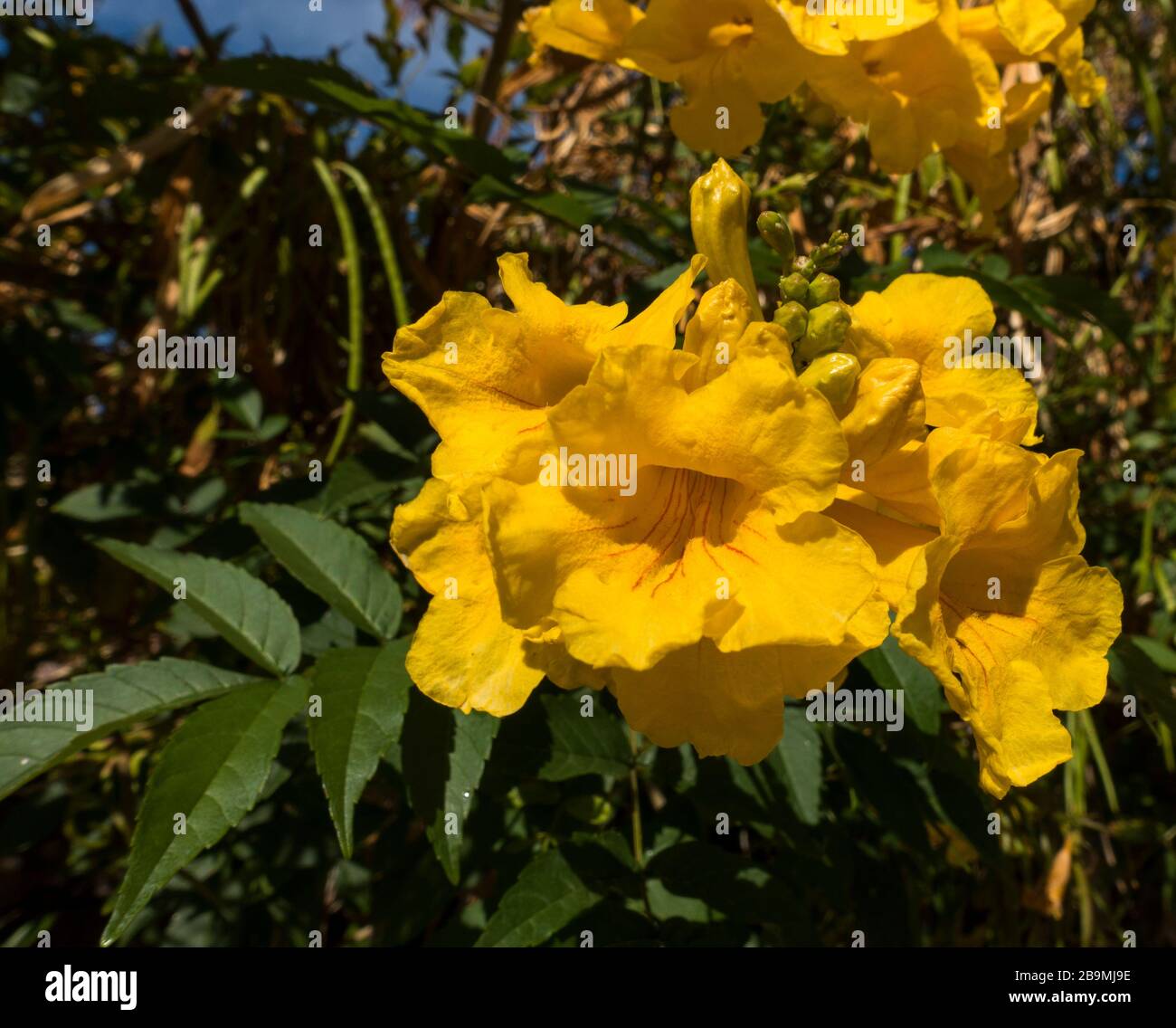 Tecoma Stans High Resolution Stock Photography and Images - Alamy