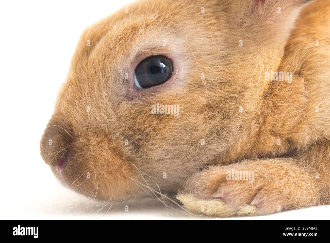 red brown rex rabbit isolated on white background Stock Photo - Alamy