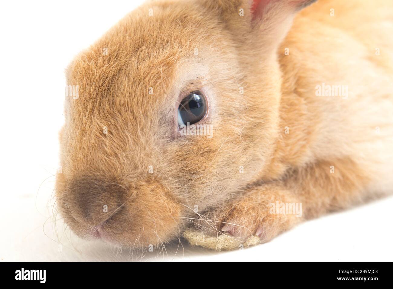 red brown rex rabbit isolated on white background Stock Photo - Alamy