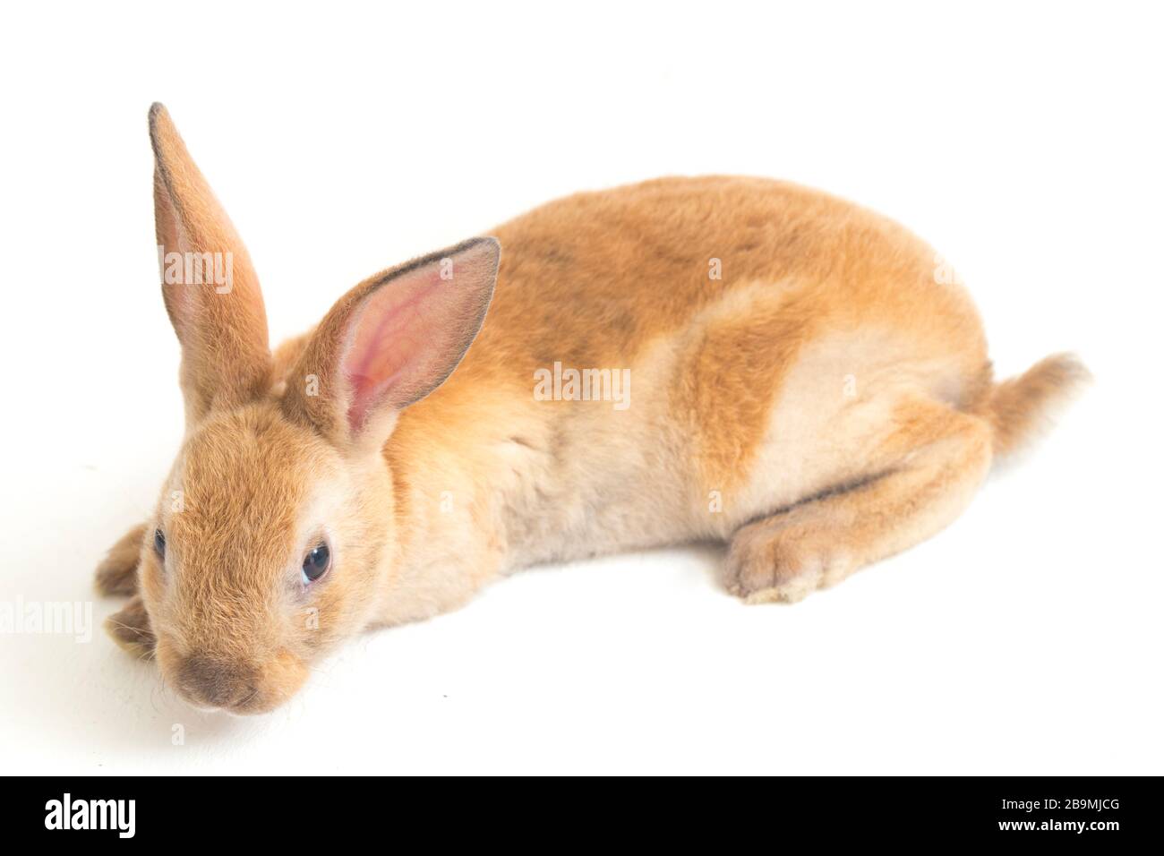 red brown rex rabbit isolated on white background Stock Photo - Alamy