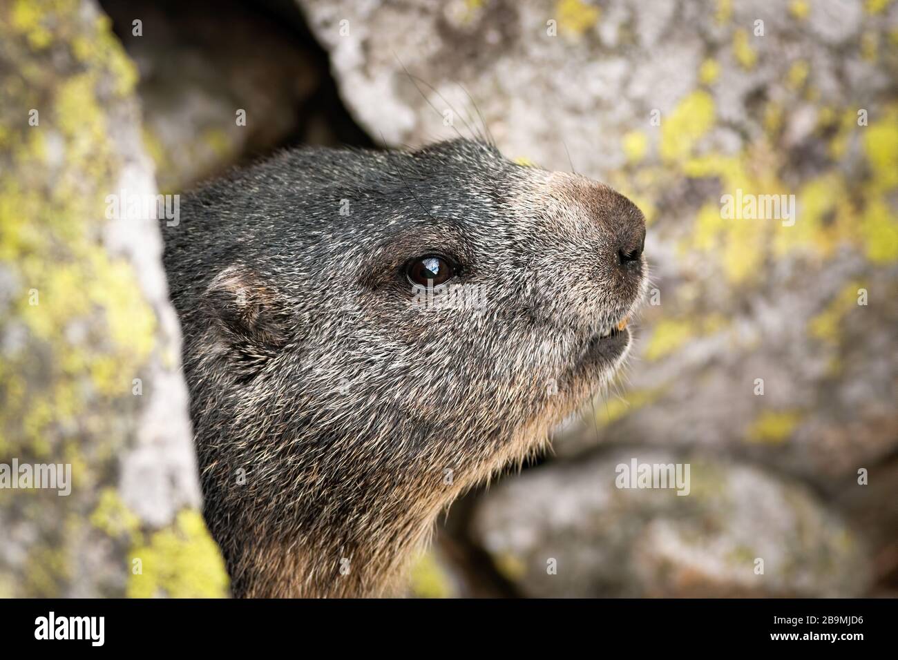 Cute alpine marmot hiding between rocks in summer mountains Stock Photo ...