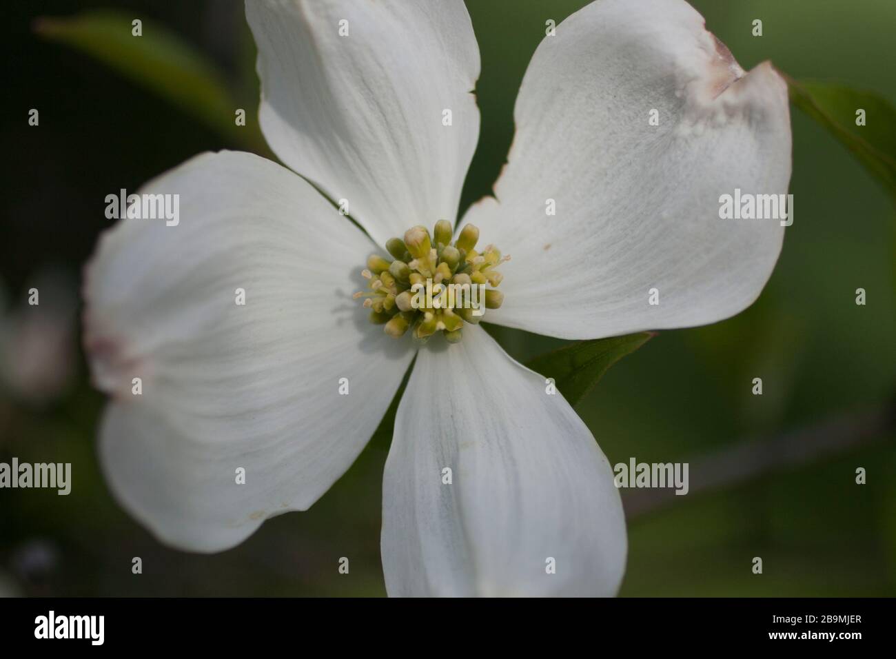 Dogwood Tree Flowers Stock Photo - Alamy