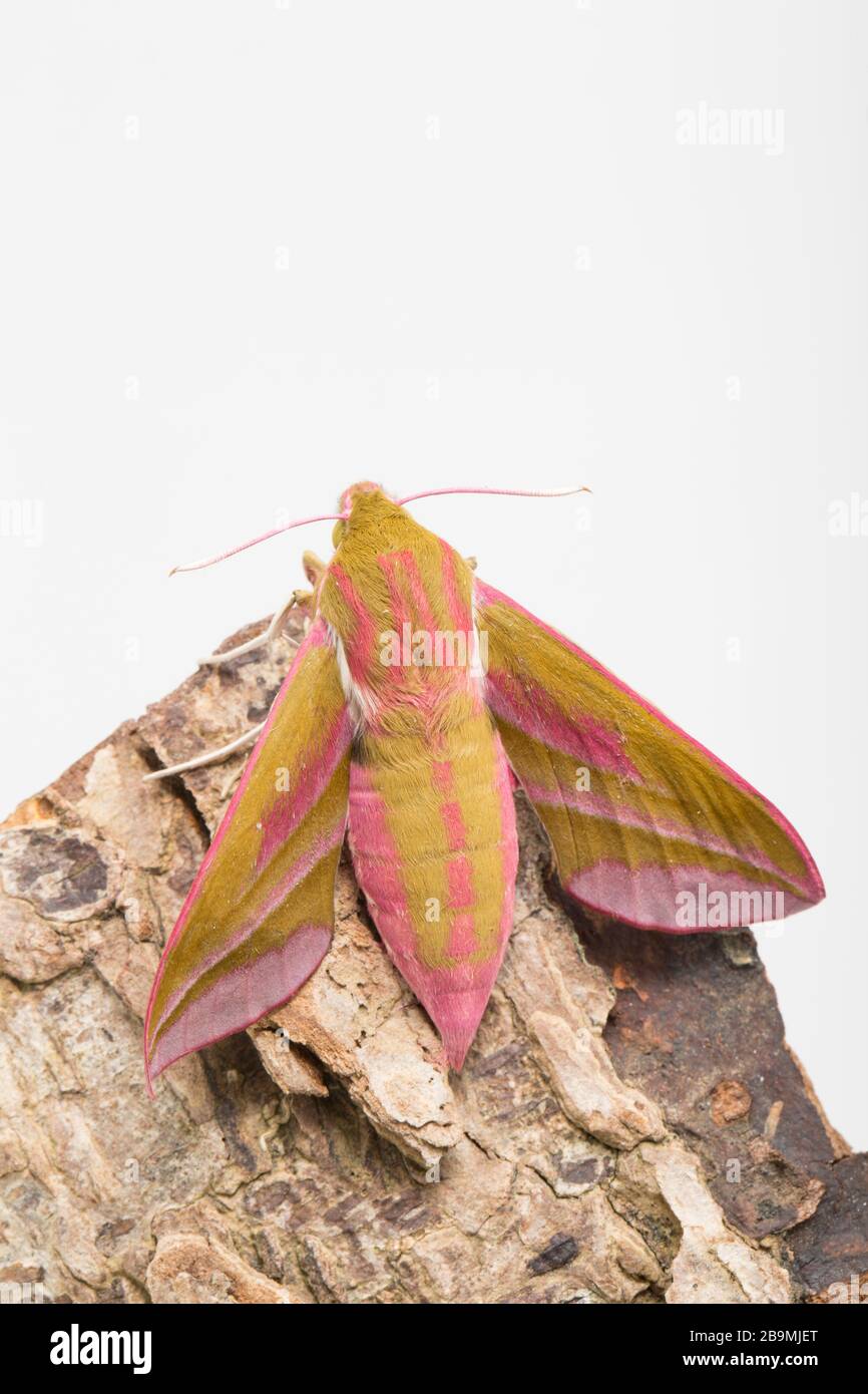 A newly emerged elephant hawk moth, Deilephila elpenor, resting on a ...
