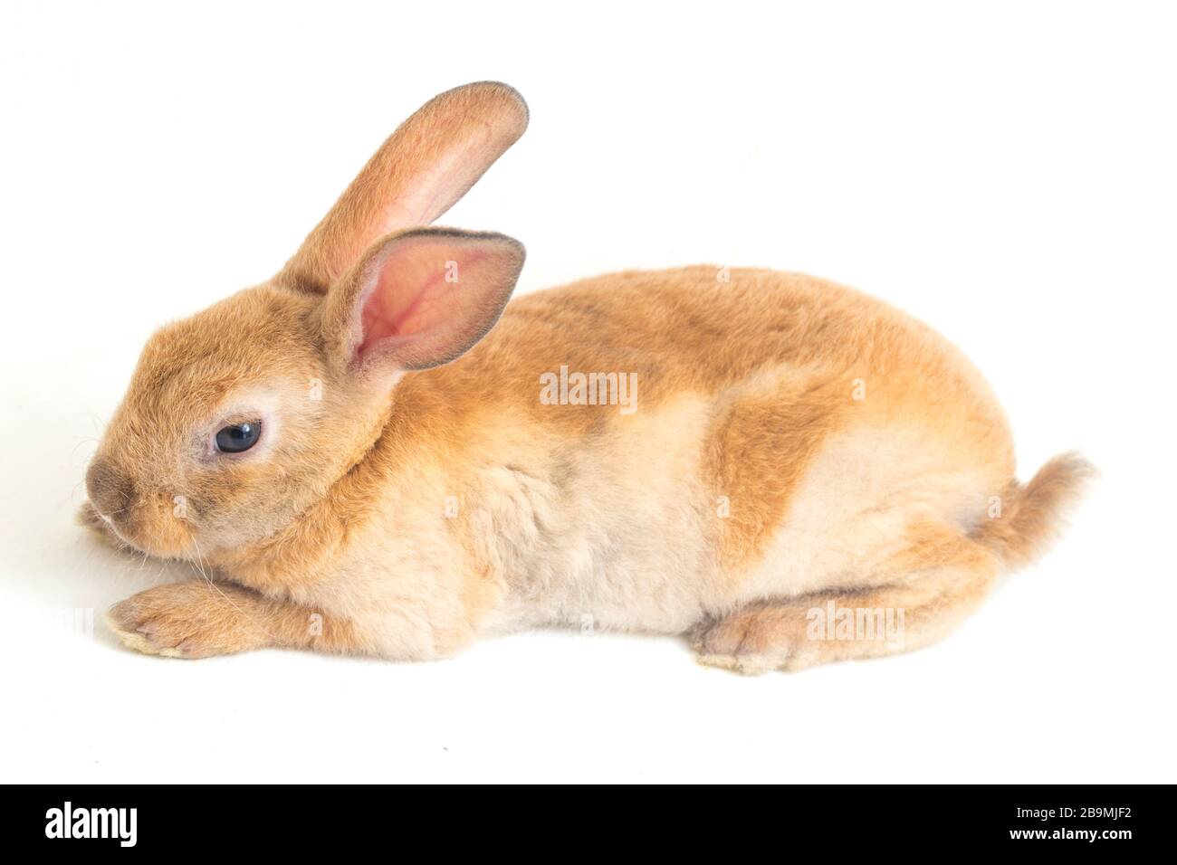 red brown rex rabbit isolated on white background Stock Photo - Alamy