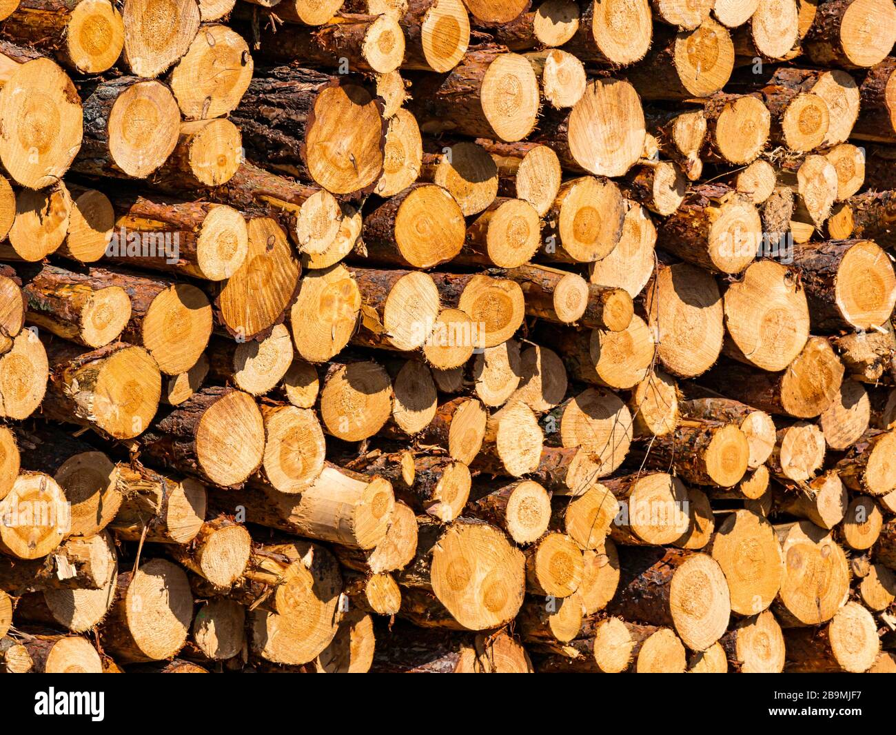 Forestry scotland timber hi-res stock photography and images - Alamy