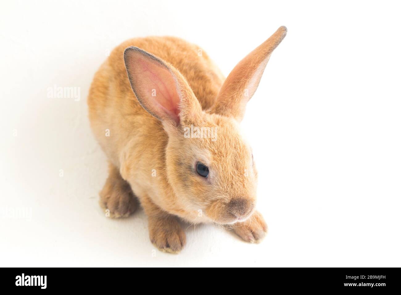 red brown rex rabbit isolated on white background Stock Photo - Alamy
