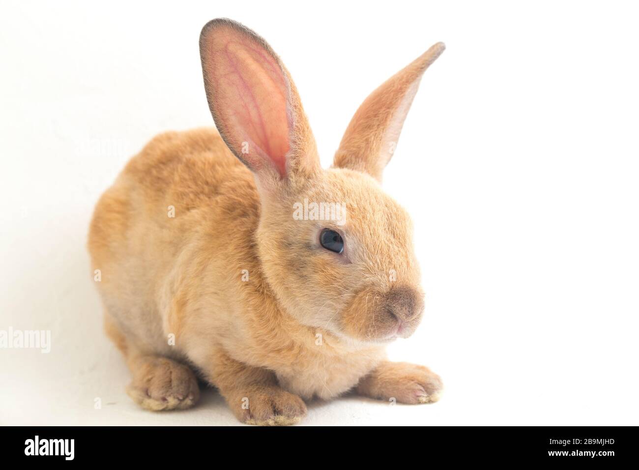 red brown rex rabbit isolated on white background Stock Photo - Alamy