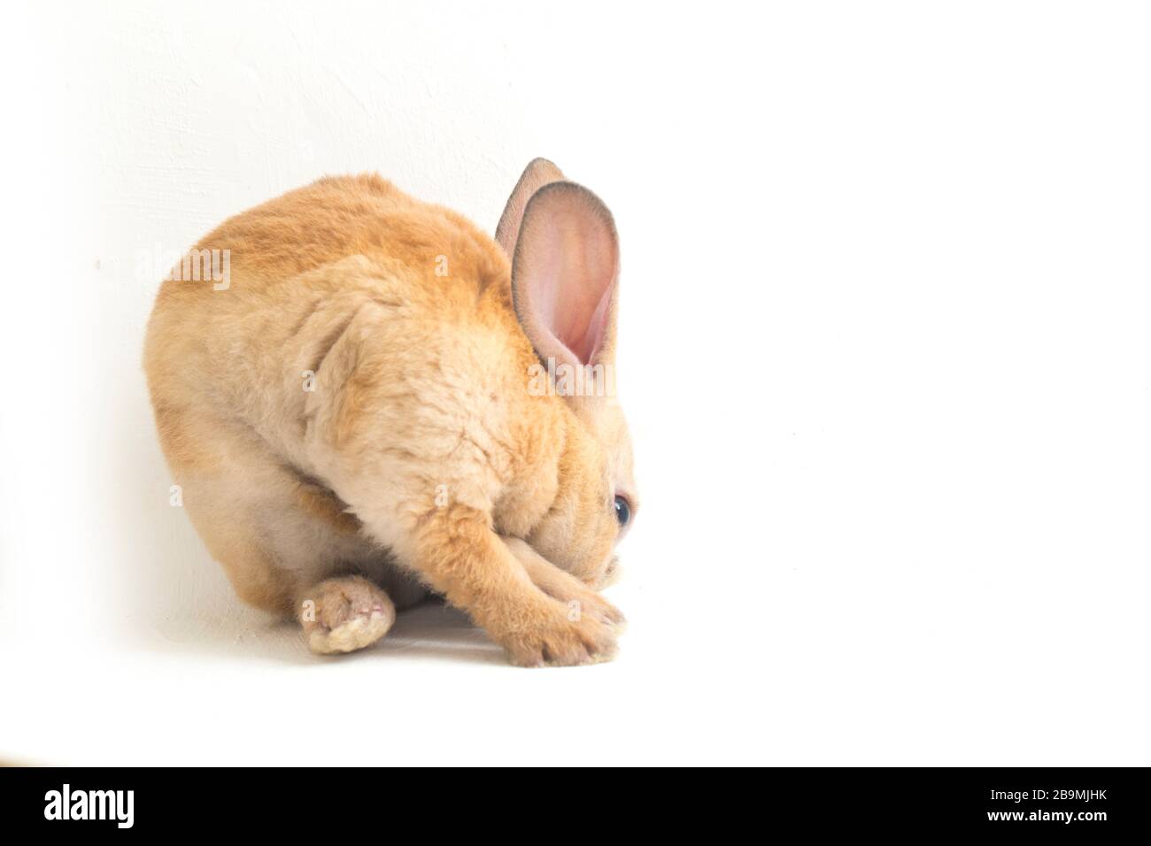 red brown rex rabbit isolated on white background Stock Photo - Alamy