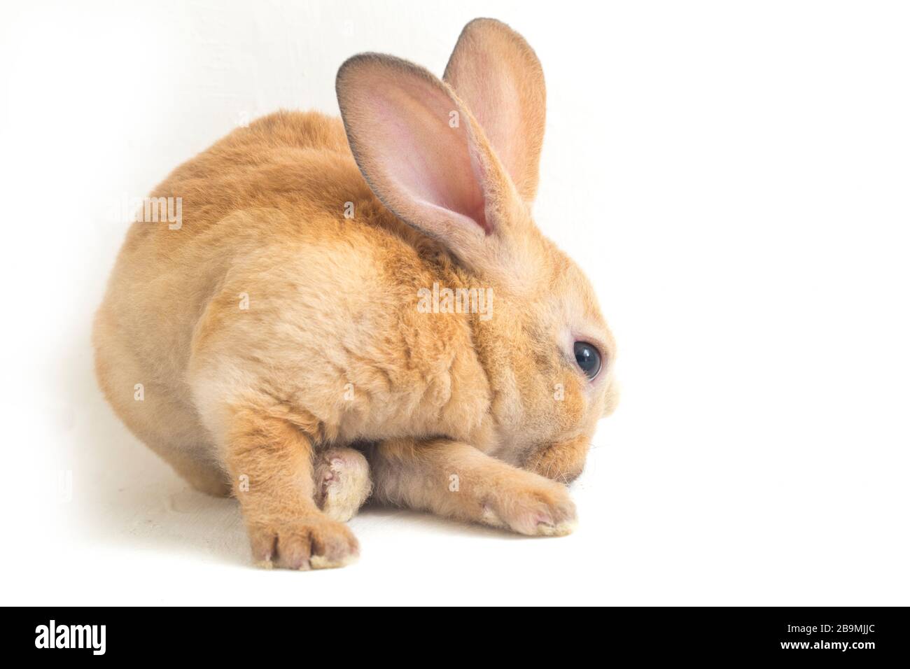 red brown rex rabbit isolated on white background Stock Photo - Alamy