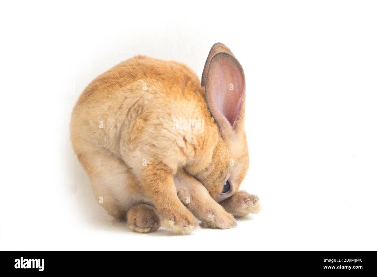 red brown rex rabbit isolated on white background Stock Photo - Alamy