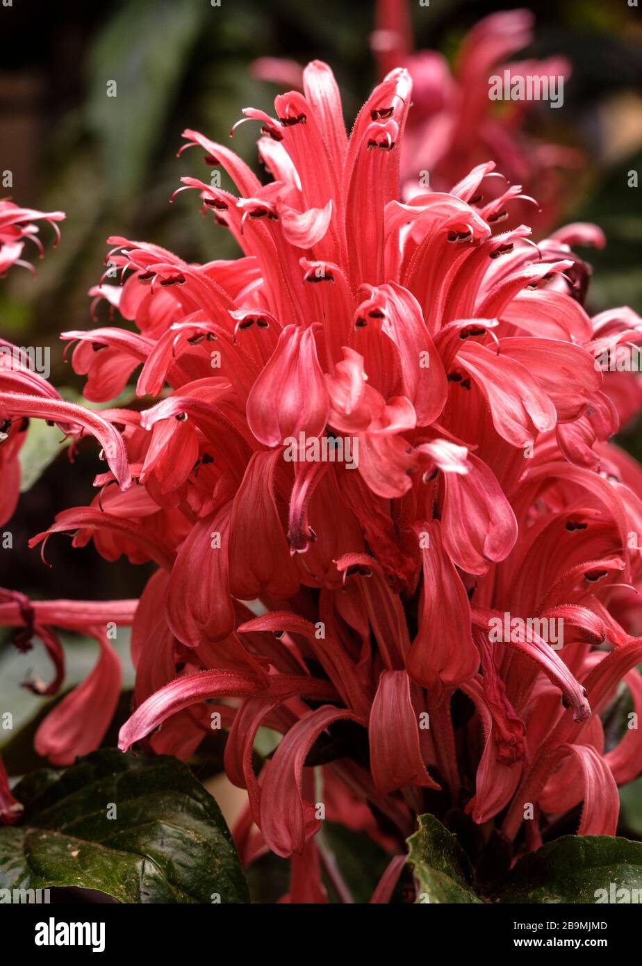 Justicia carnea hi-res stock photography and images - Alamy