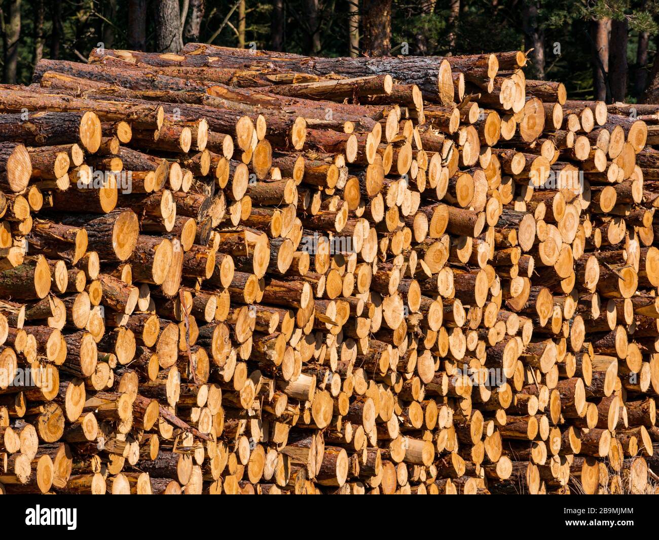 Stack of timber logs after forestry work, John Muir Country Park, East ...