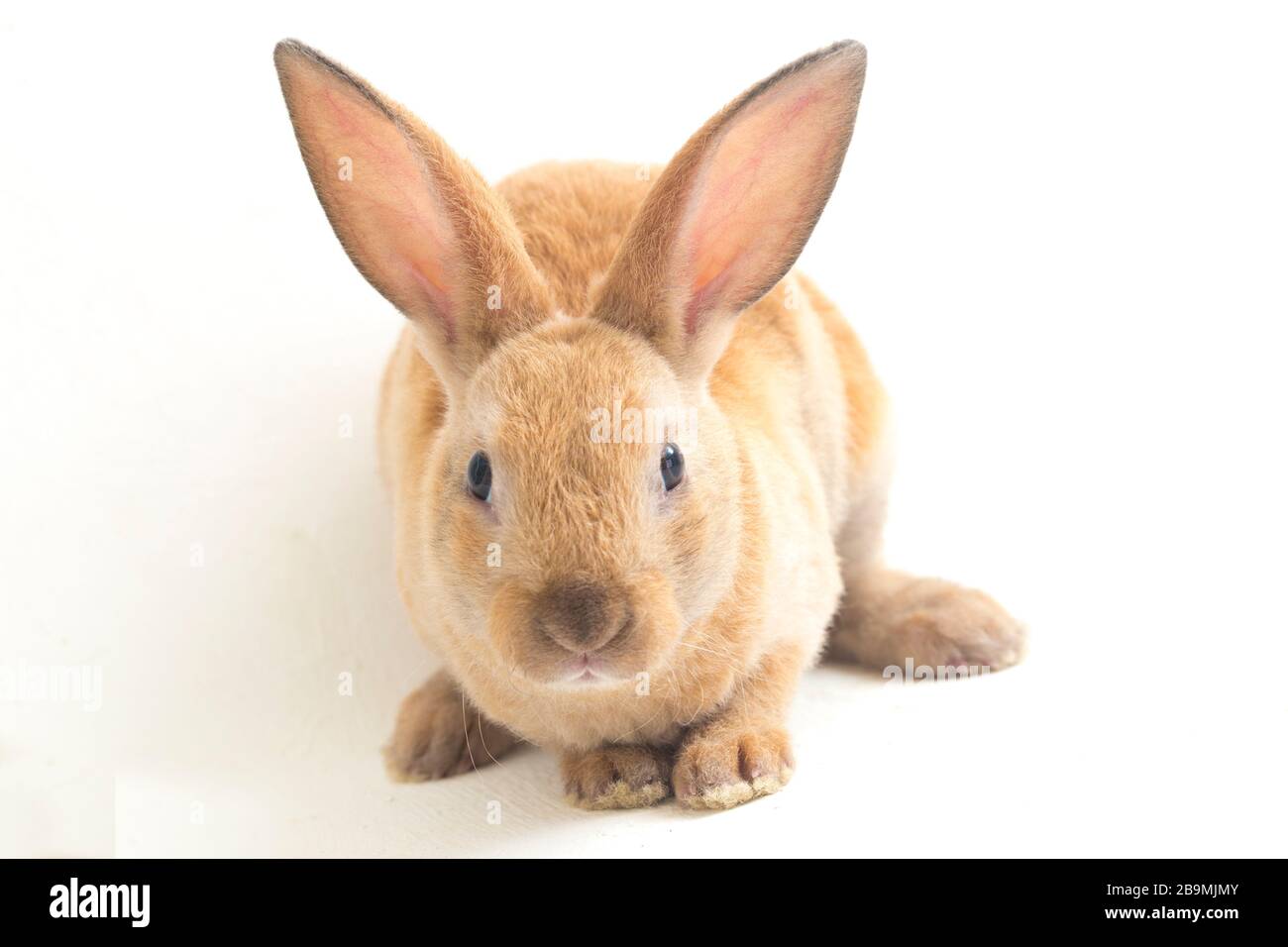red brown rex rabbit isolated on white background Stock Photo - Alamy