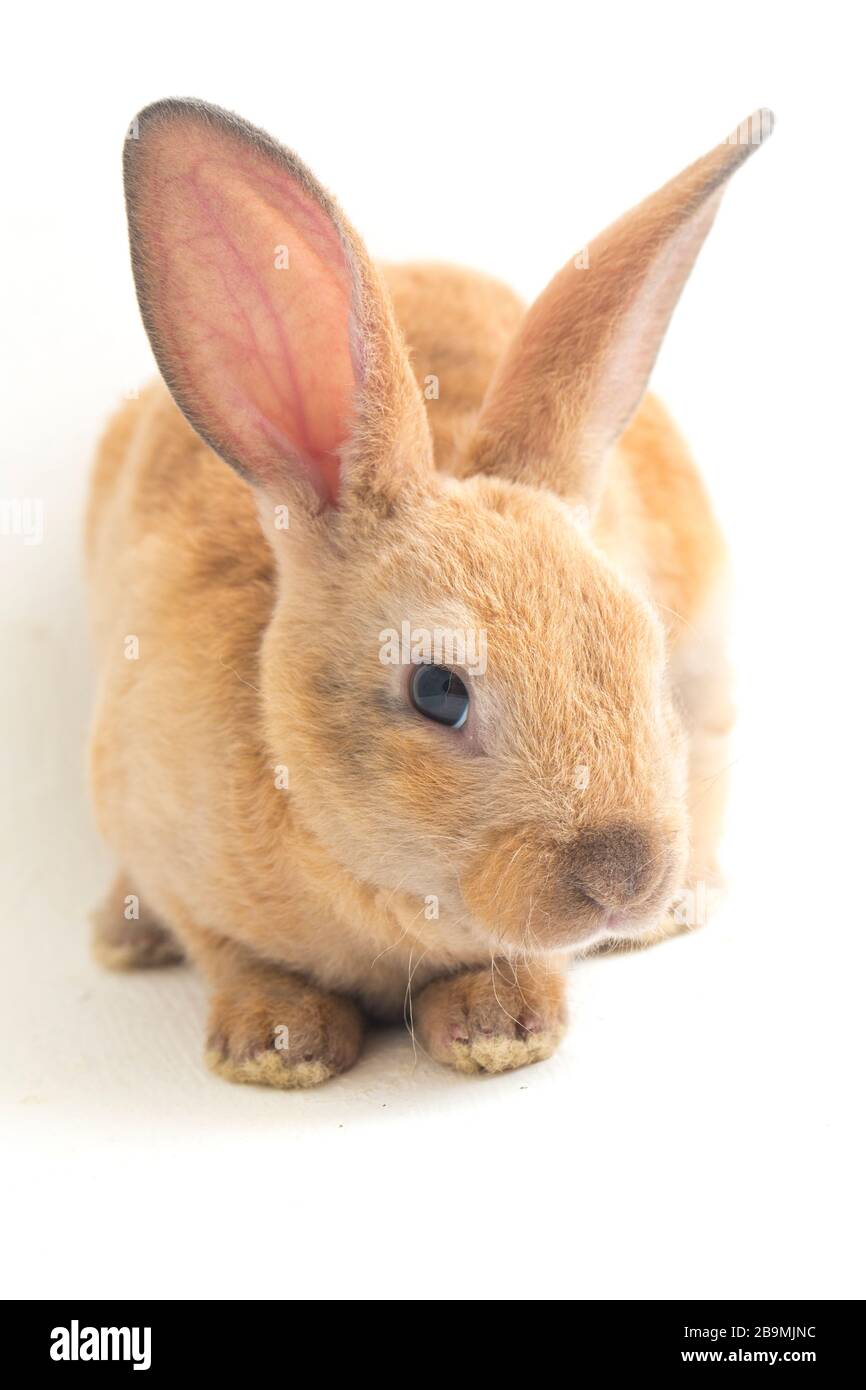 red brown rex rabbit isolated on white background Stock Photo - Alamy