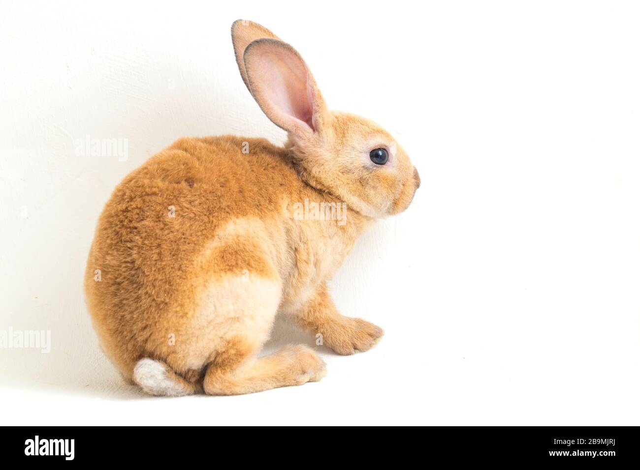 red brown rex rabbit isolated on white background Stock Photo - Alamy