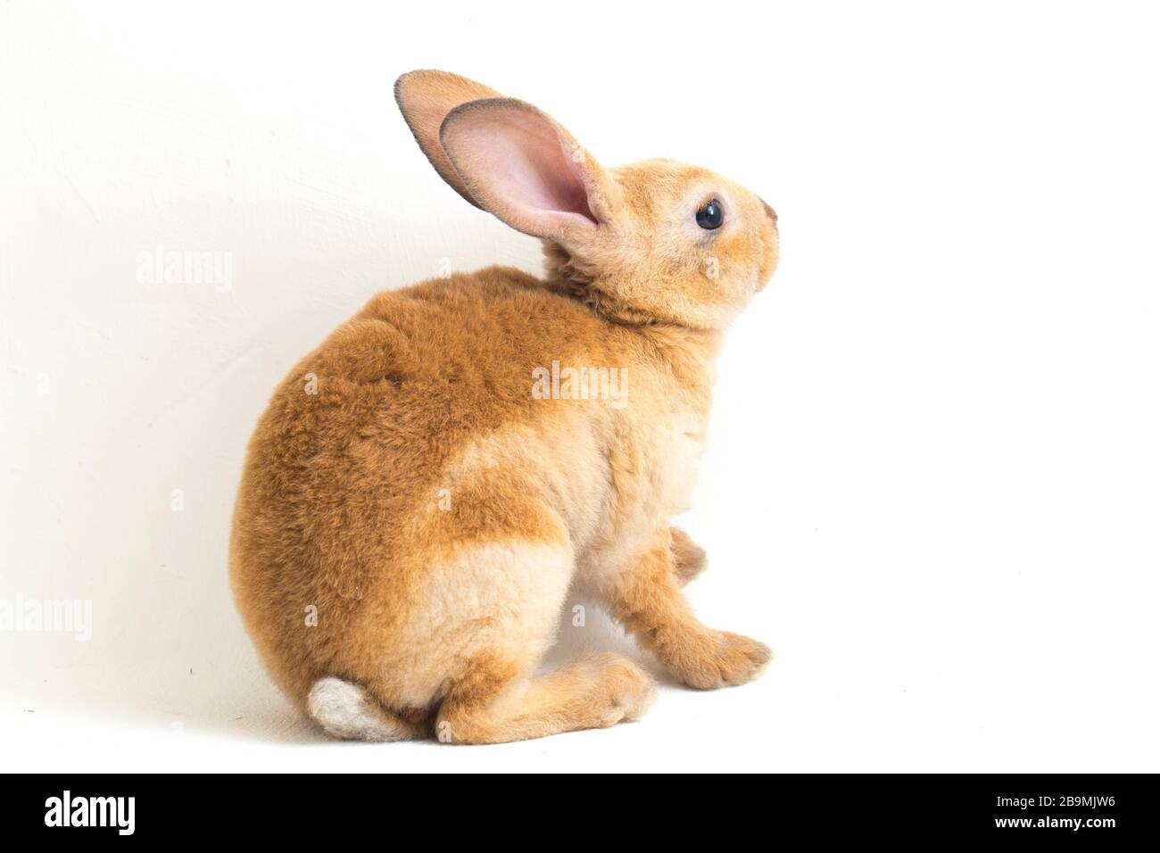 red brown rex rabbit isolated on white background Stock Photo - Alamy