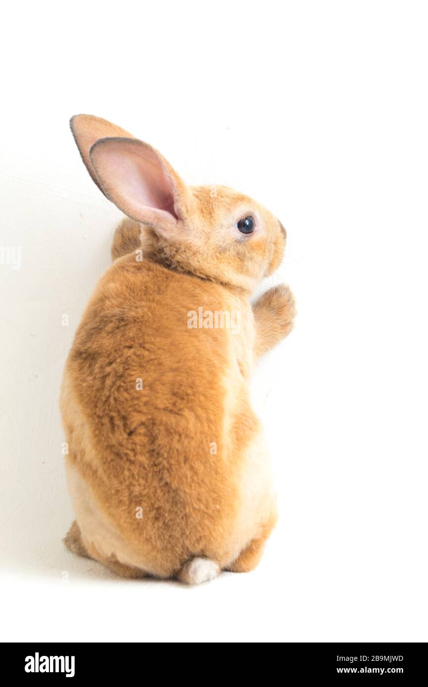 red brown rex rabbit isolated on white background Stock Photo - Alamy