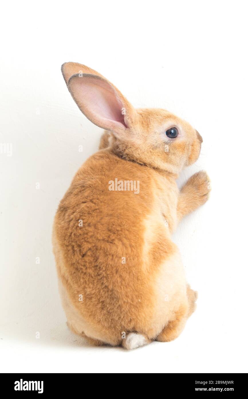 red brown rex rabbit isolated on white background Stock Photo - Alamy