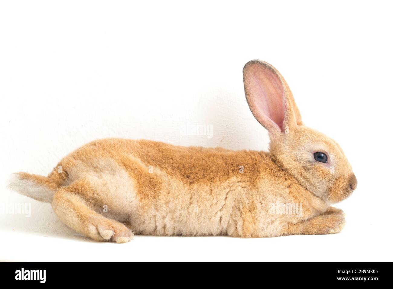 red brown rex rabbit isolated on white background Stock Photo - Alamy