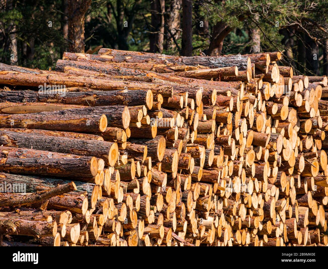 Stack of timber logs after forestry work, John Muir Country Park, East ...