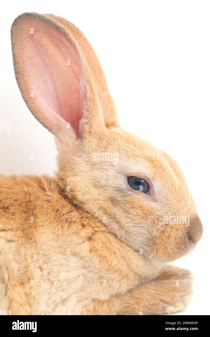 red brown rex rabbit isolated on white background Stock Photo - Alamy
