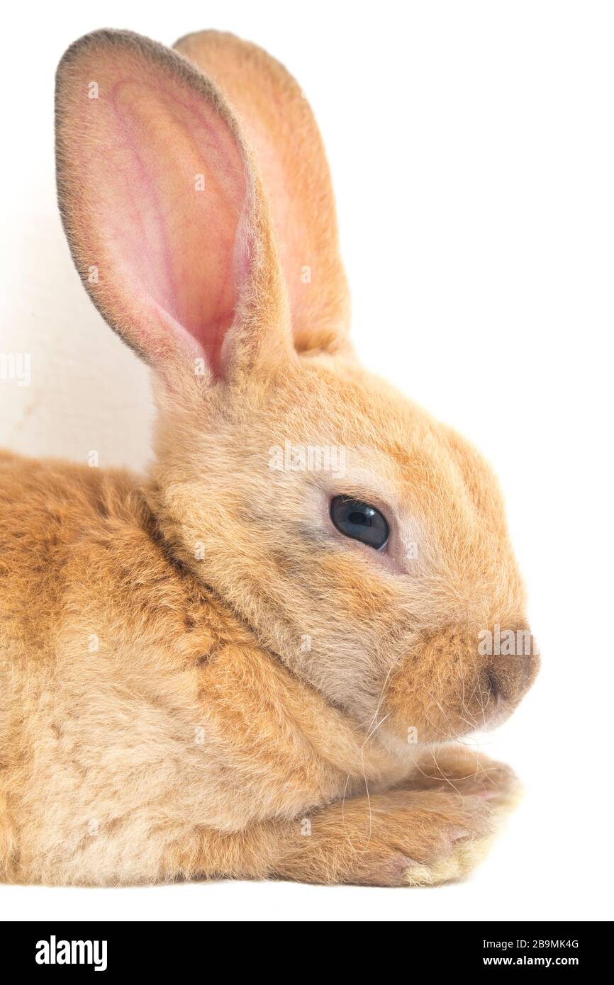 red brown rex rabbit isolated on white background Stock Photo - Alamy